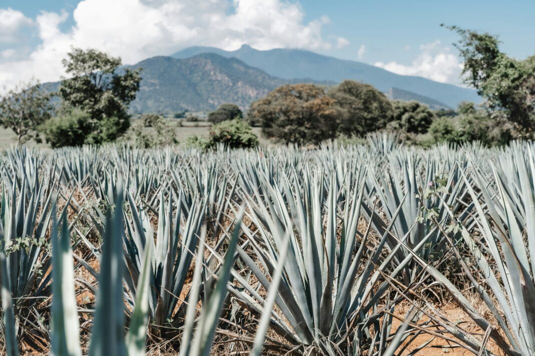 Spirits Reviews: Tequila | Beverage Information Group