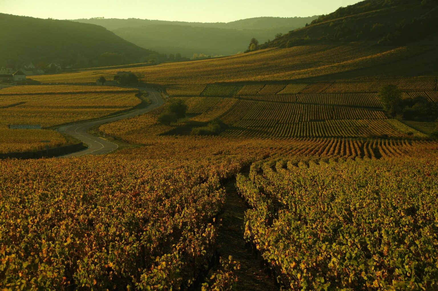 Wine Reviews: Old World Wines | Beverage Information Group